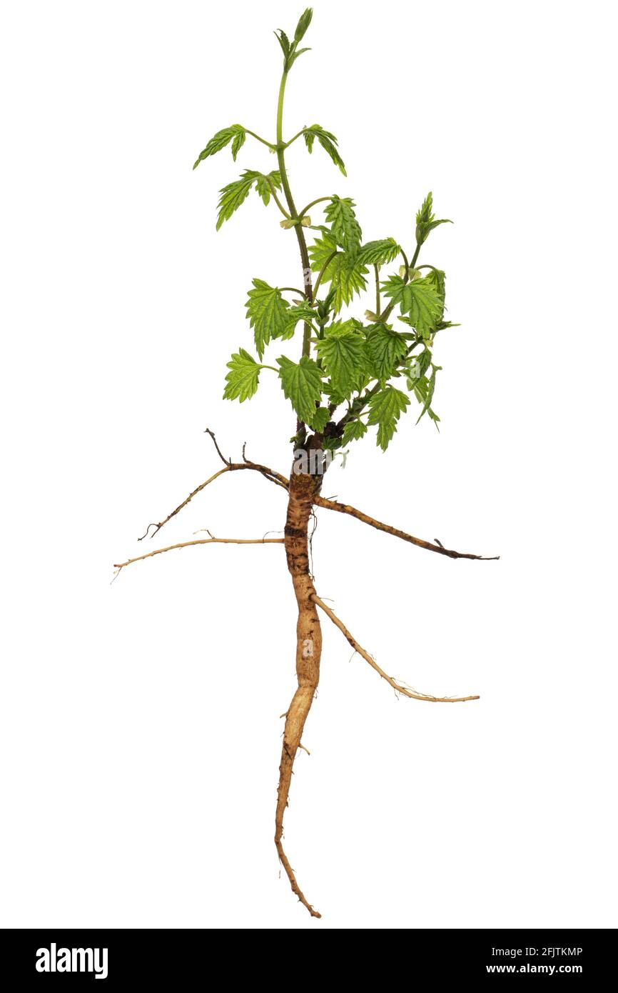 oung hop sprout with green leaves and root, isolated on white ...