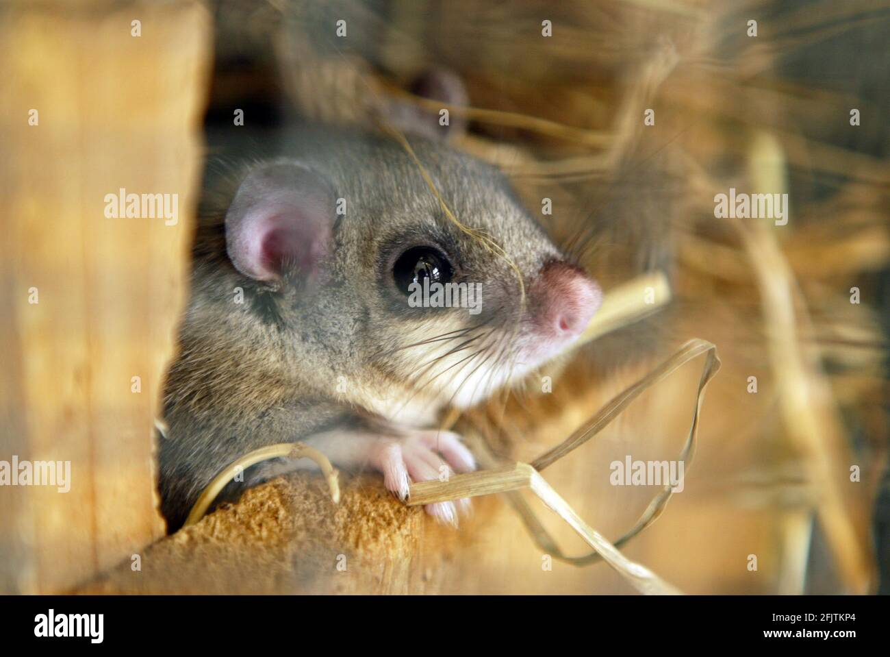 Tigiwinkles wildlife hospital in Buckinghamshire Gliss Gliss or Edable ...