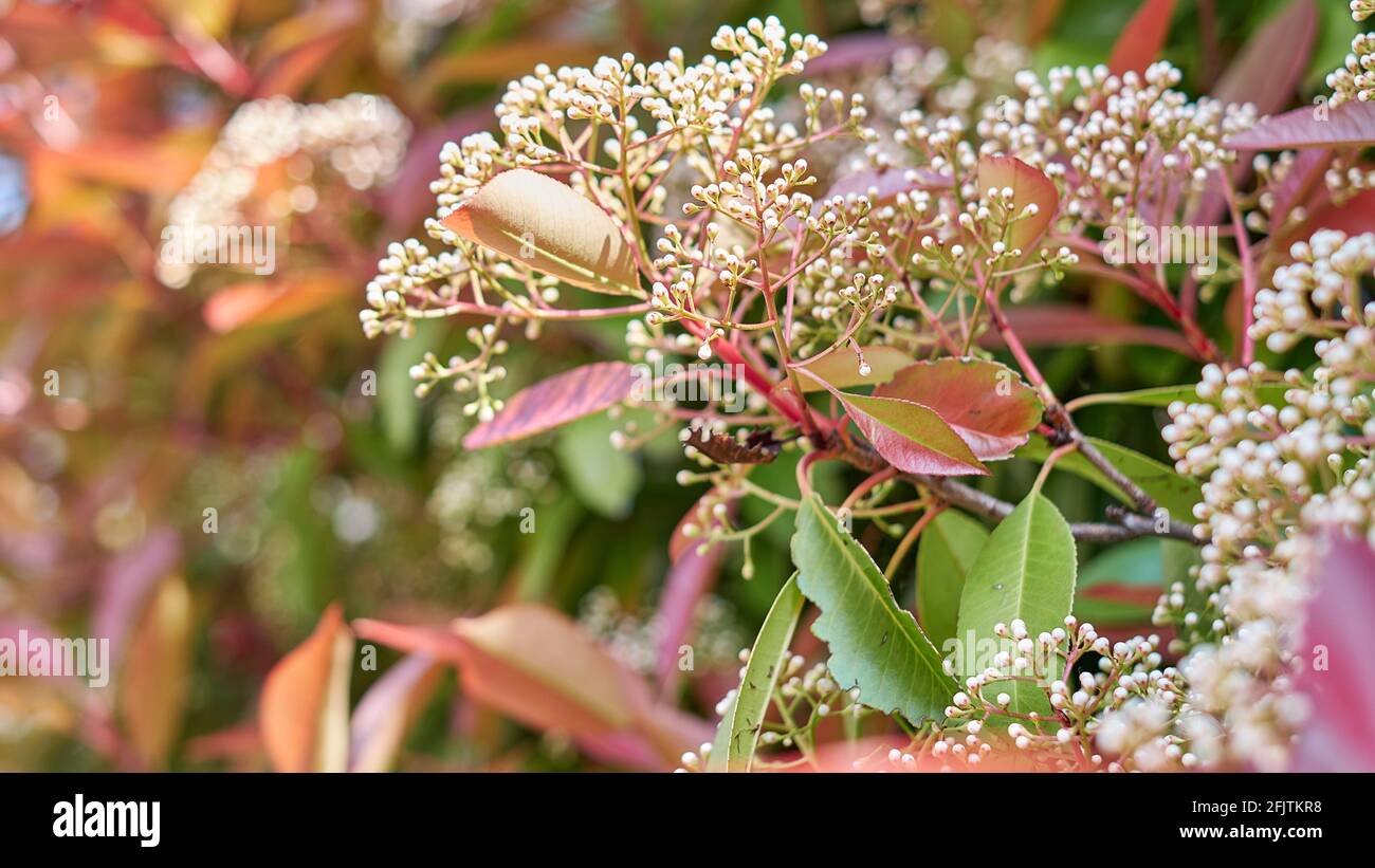 Leaves of Red Robin Photinia plant in spring bloom Stock Photo - Alamy
