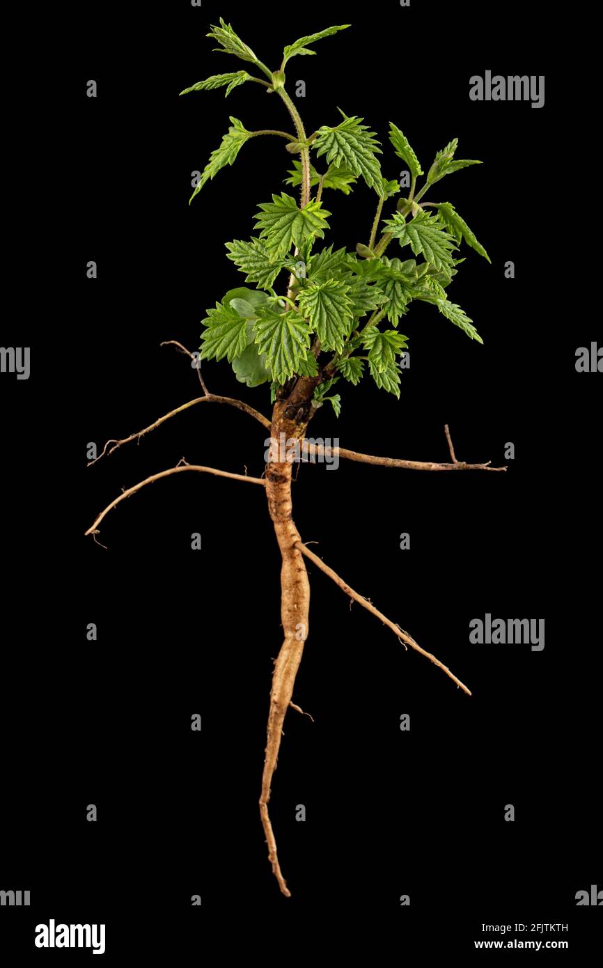 Young hop sprout with green leaves and root, isolated on black ...
