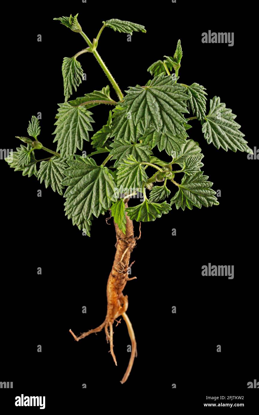 Young hop sprout with green leaves and root, isolated on black ...