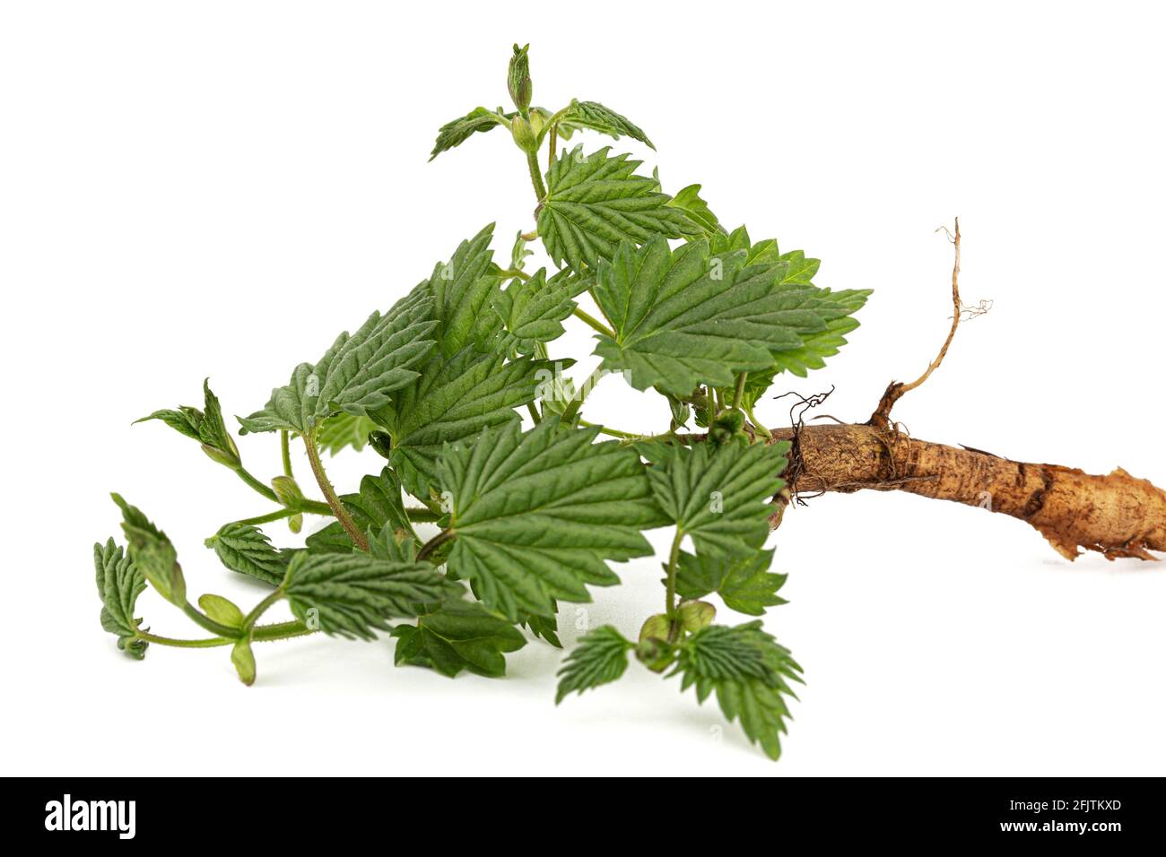 Young hop sprout with green leaves and root, isolated on white ...