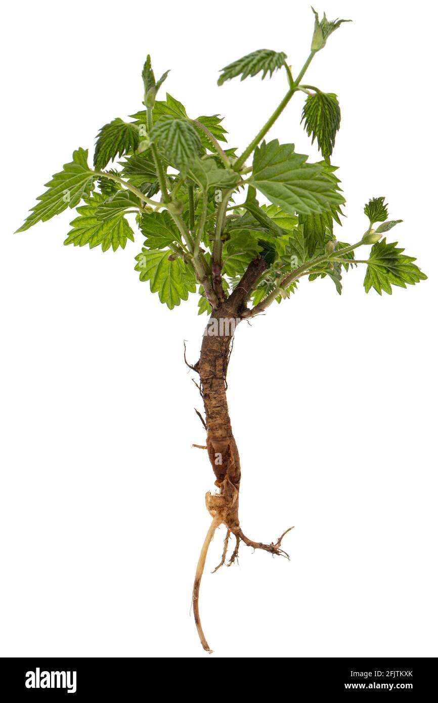 Young hop sprout with green leaves and root, isolated on white ...