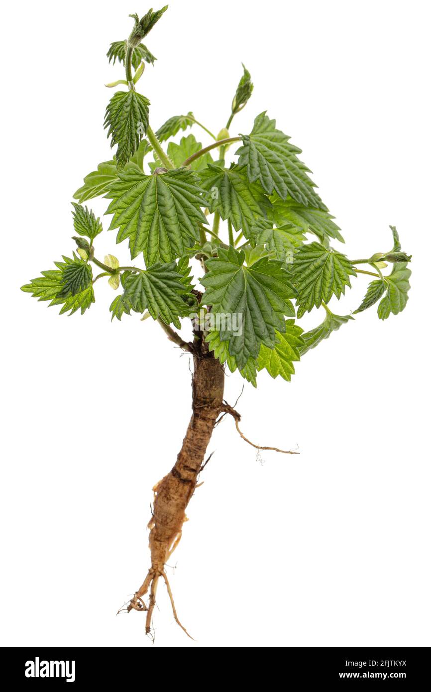 Young hop sprout with green leaves and root, isolated on white ...