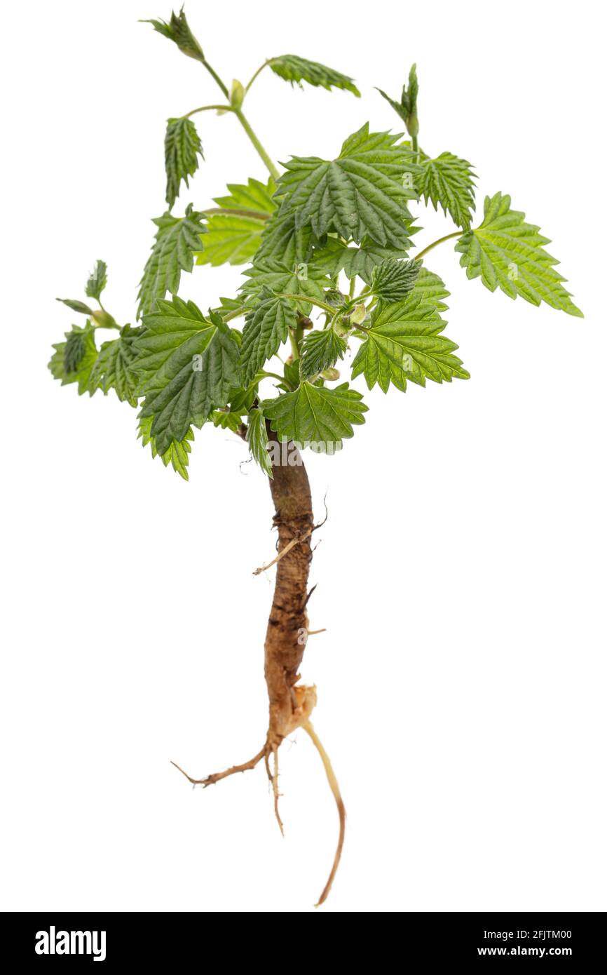 Young hop sprout with green leaves and root, isolated on white ...