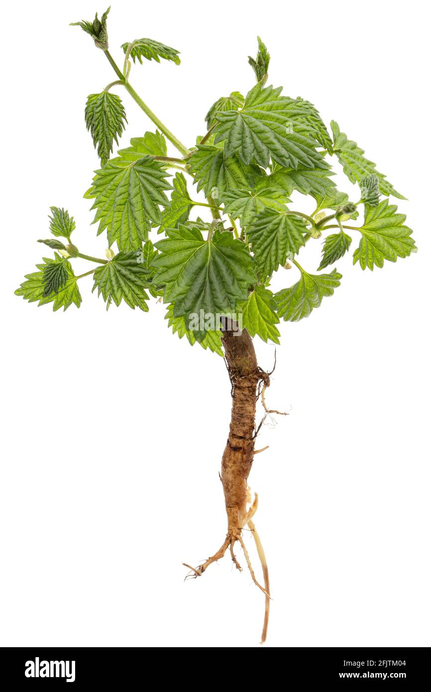 Young hop sprout with green leaves and root, isolated on white ...