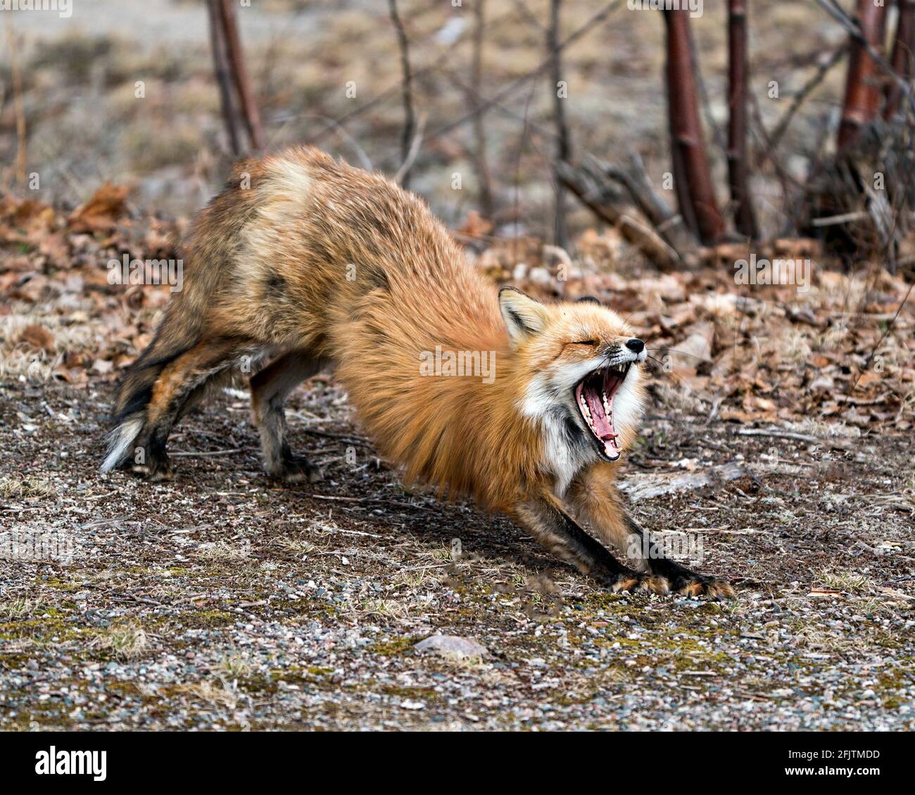 Red fox yawning and stretching its body in the spring season displaying ...