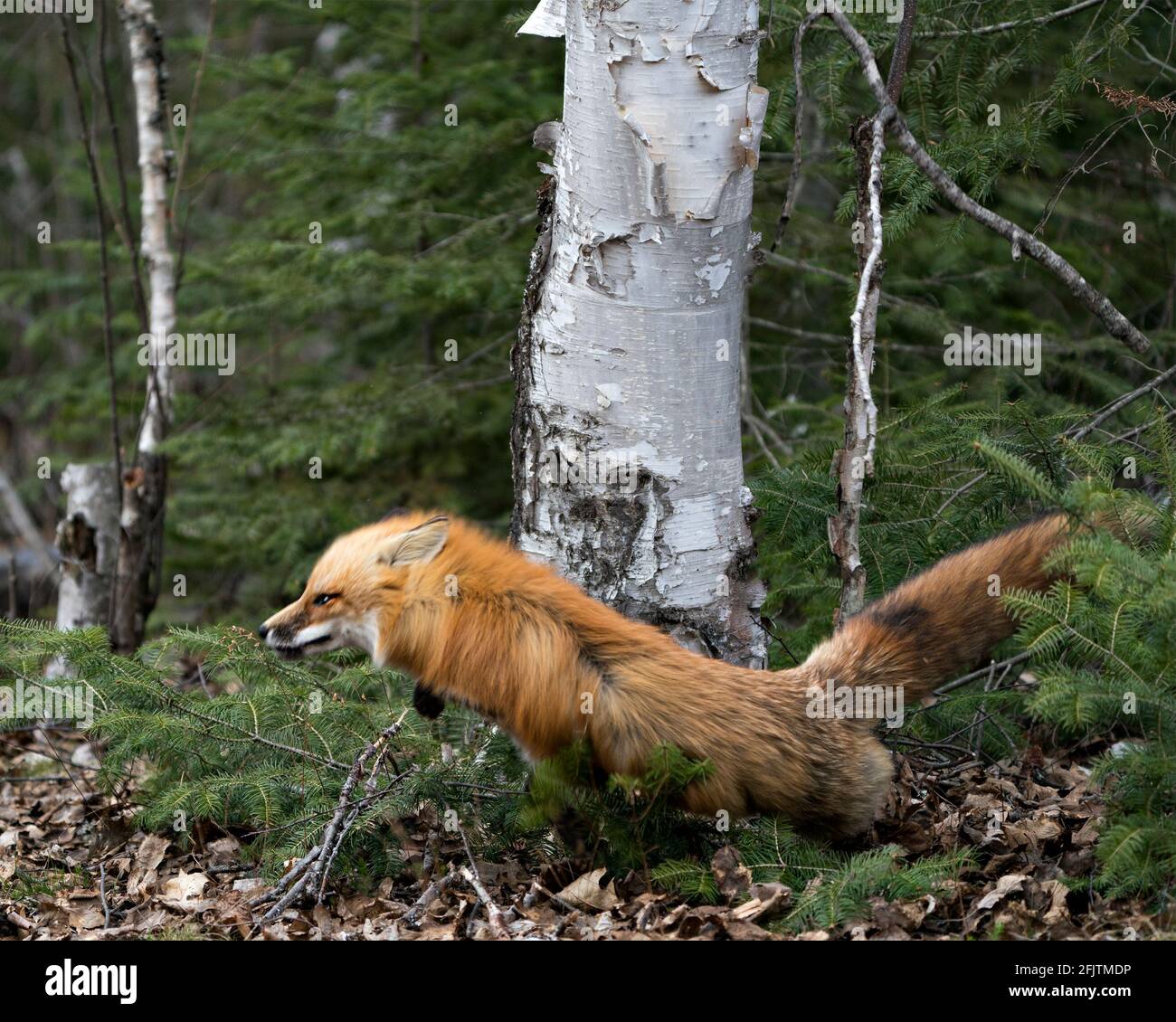 Red fox running forest hi-res stock photography and images - Alamy