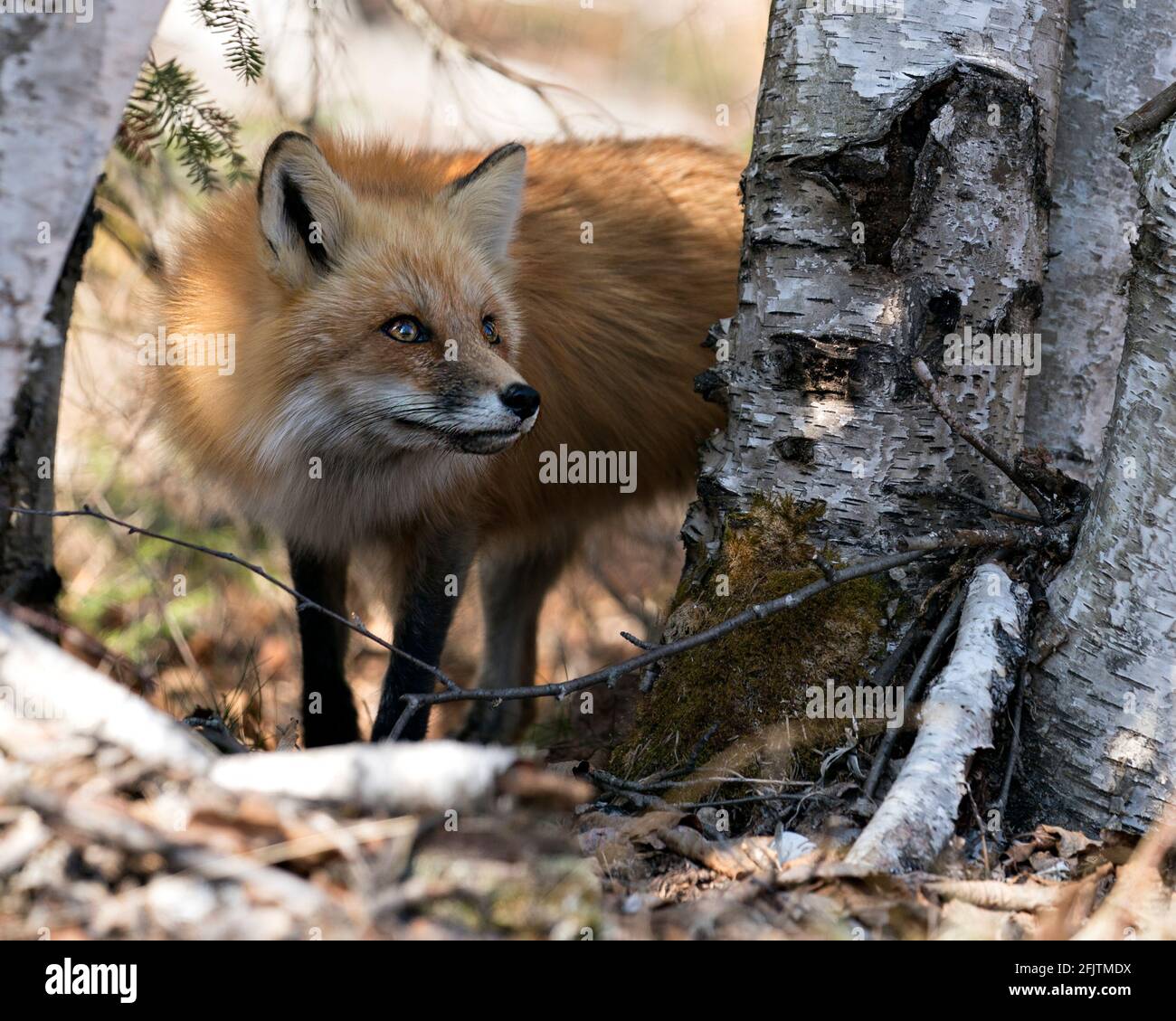 Red fox head close-up profile view in between birch trees the spring ...
