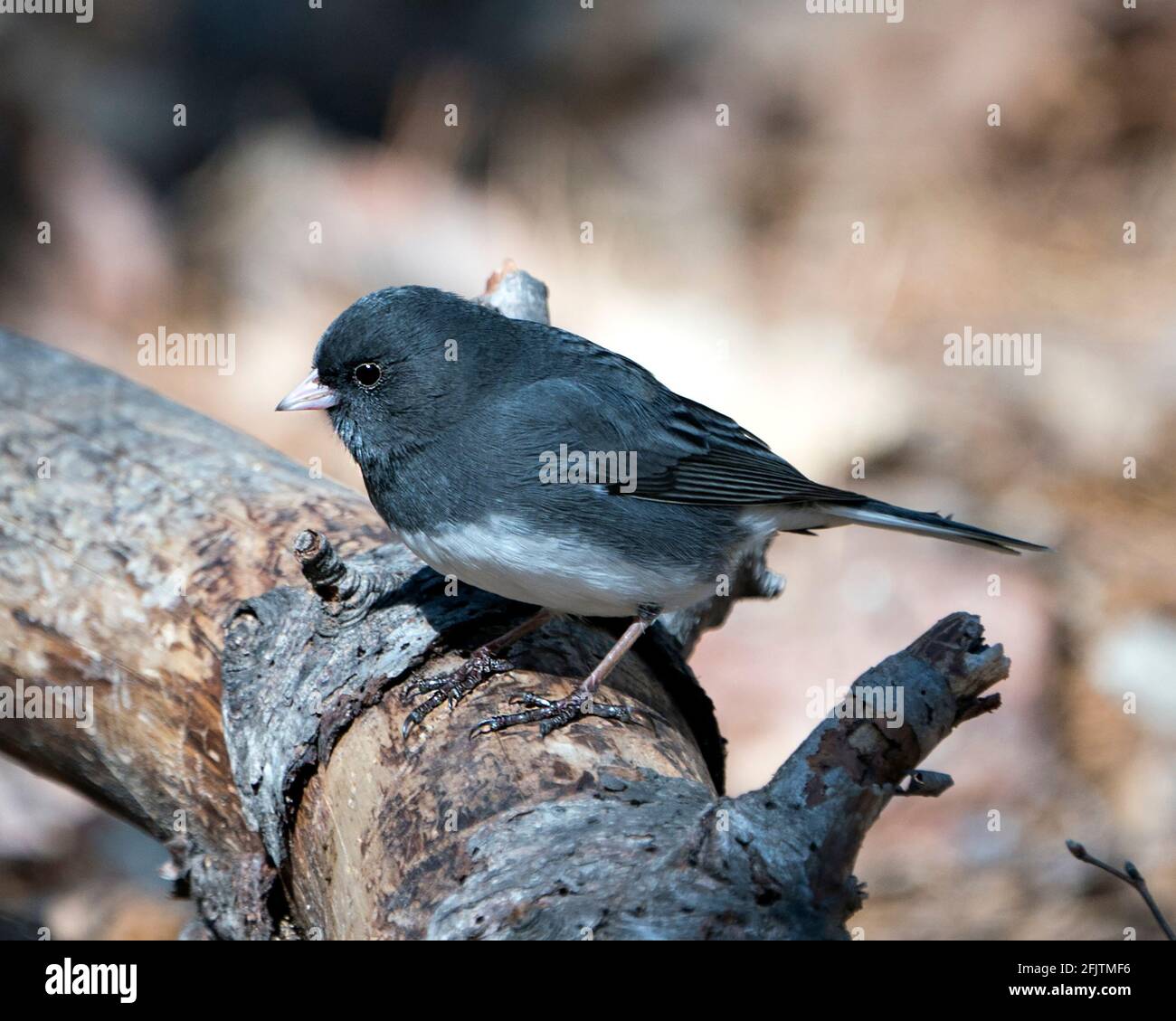 Junco book cover image hi-res stock photography and images - Alamy