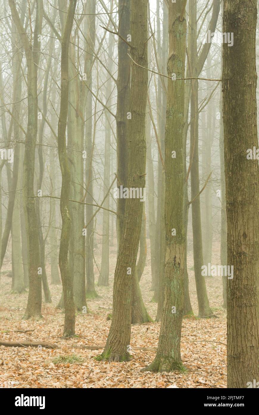 Bare tree trunks in winter in Ashridge Forest, Hertfordshire, UK Stock ...