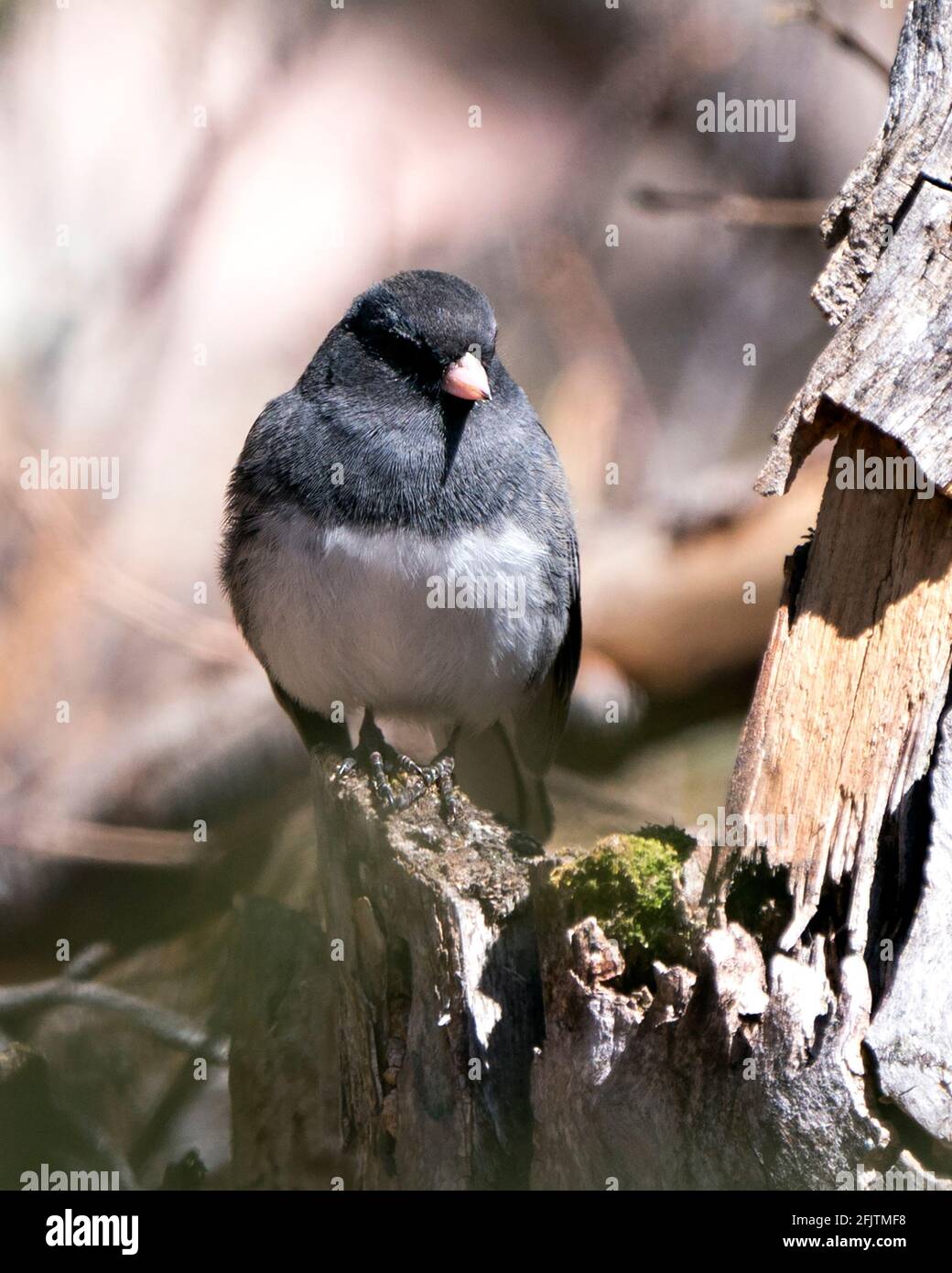 Junco bird perched on a branch displaying grey feather plumage, head ...
