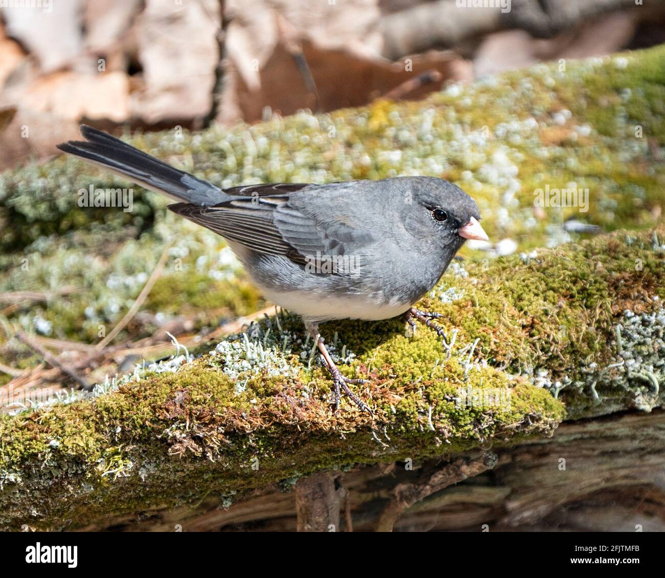 Dark eyed junco bird photo and image hi-res stock photography and ...