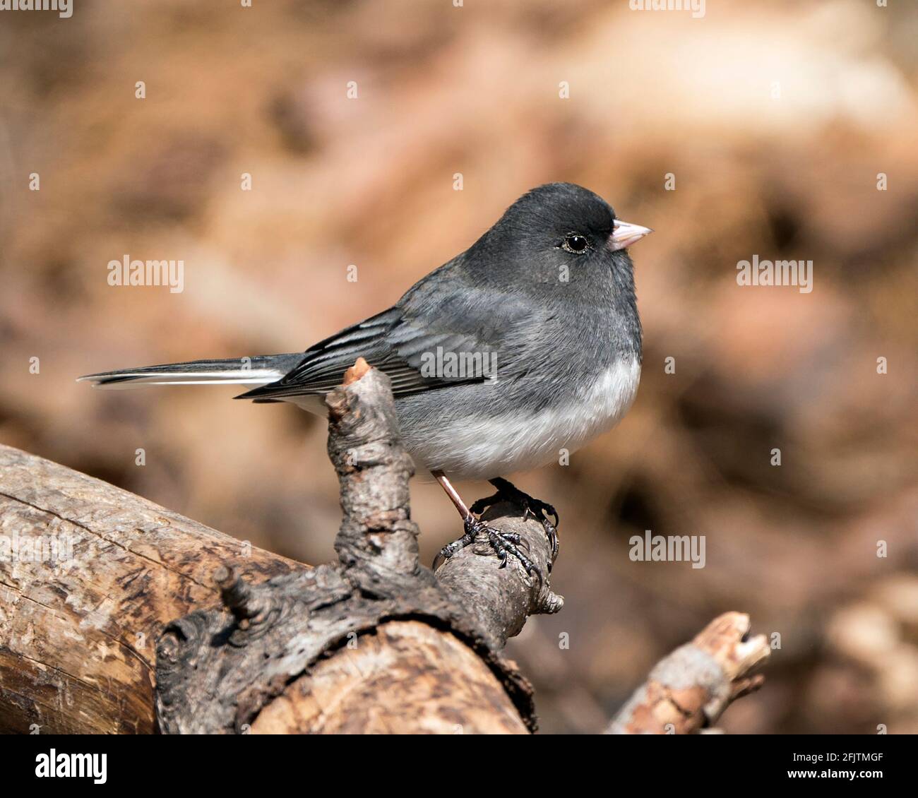 Junco bird perched on a branch displaying grey feather plumage, head ...