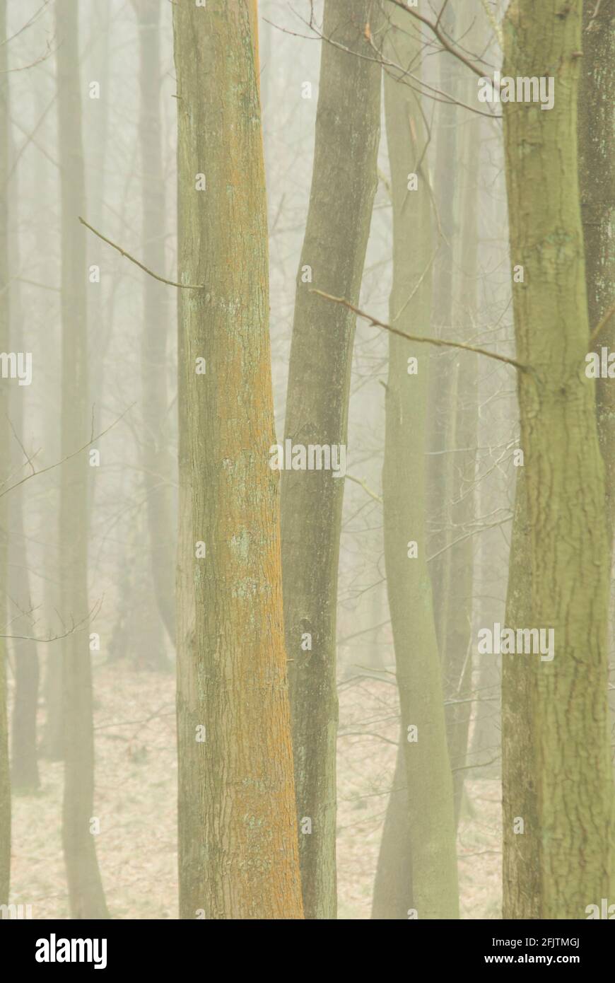 Bare tree trunks in winter in Ashridge Forest, Hertfordshire, UK Stock ...