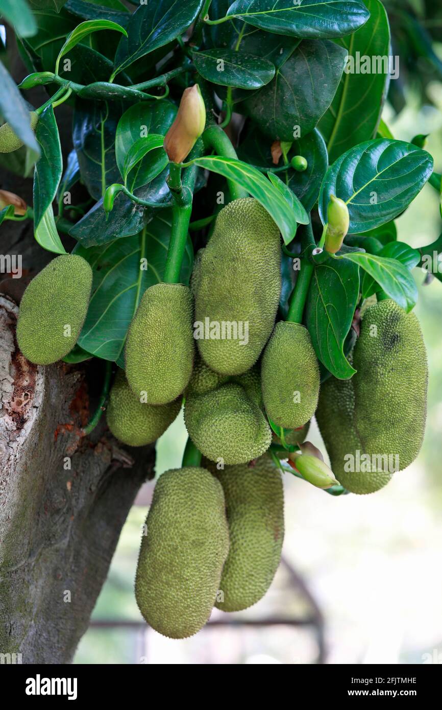 Dhaka, Bangladesh - March 14, 2021: Jackfruit is the national fruit of ...