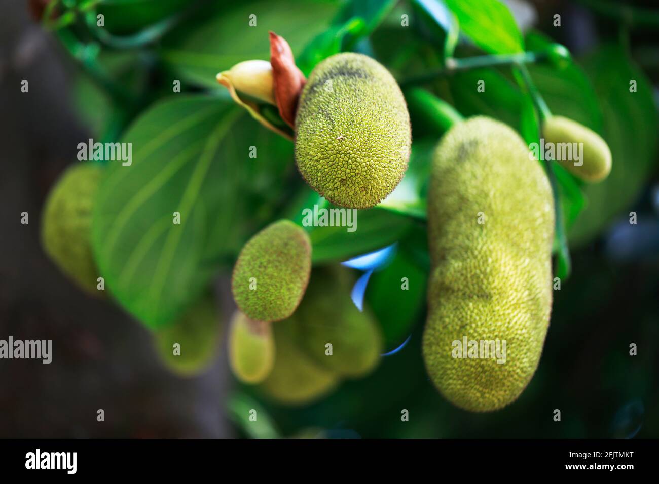 Dhaka, Bangladesh - March 14, 2021: Jackfruit is the national fruit of ...
