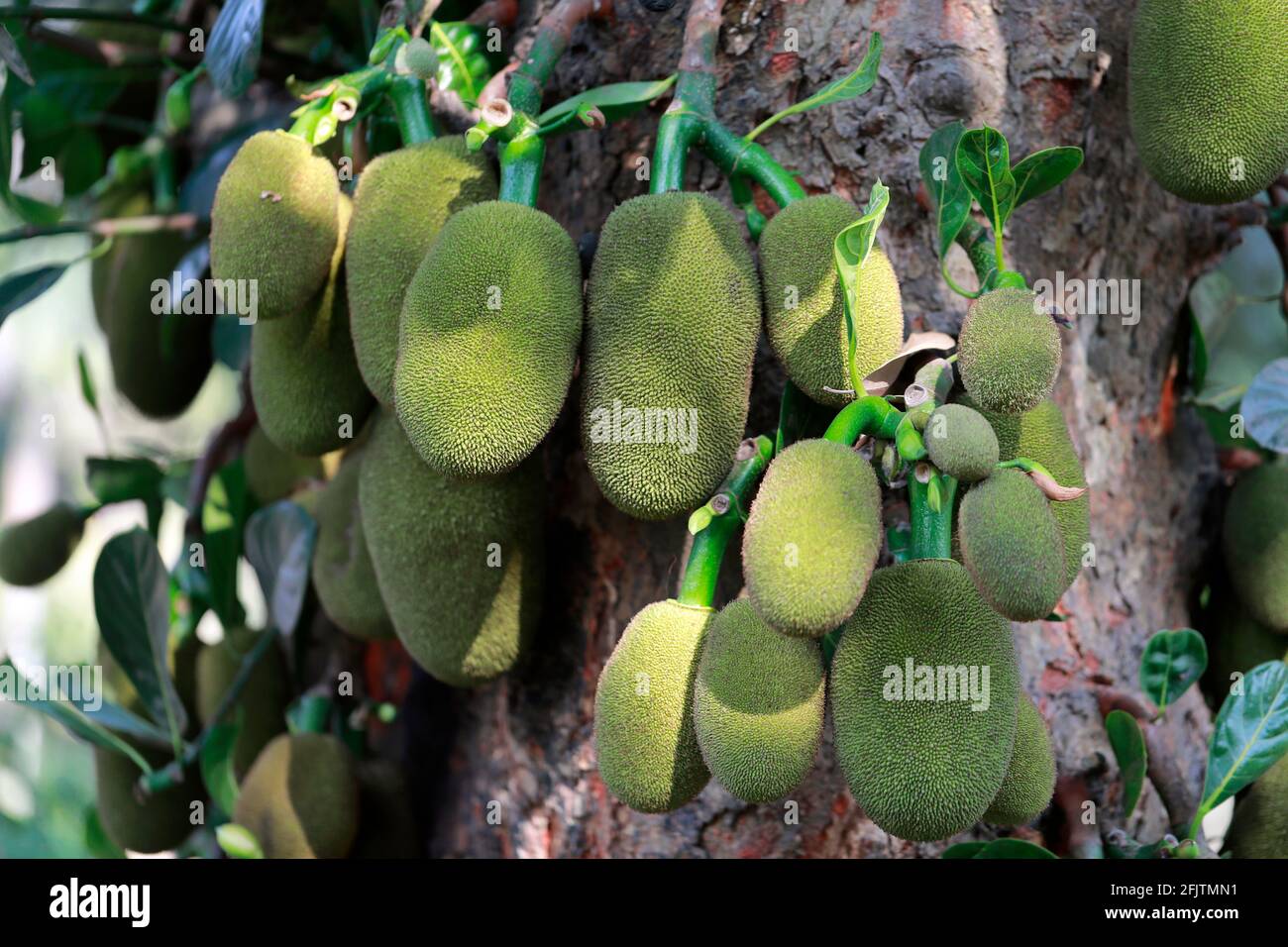 Dhaka, Bangladesh - March 14, 2021: Jackfruit is the national fruit of ...