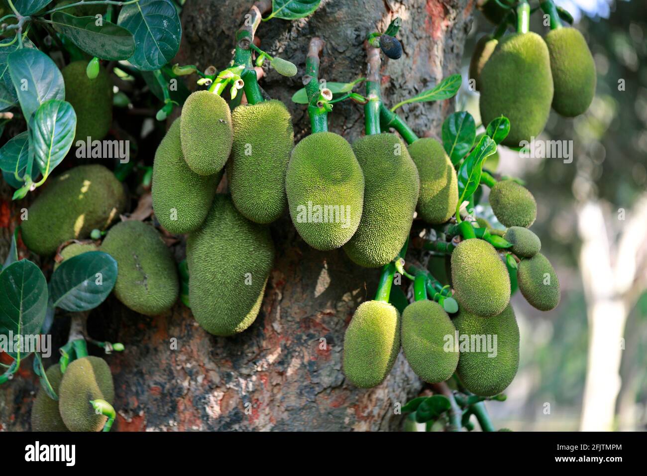 Dhaka, Bangladesh - March 14, 2021: Jackfruit is the national fruit of Bangladesh. It is a ...