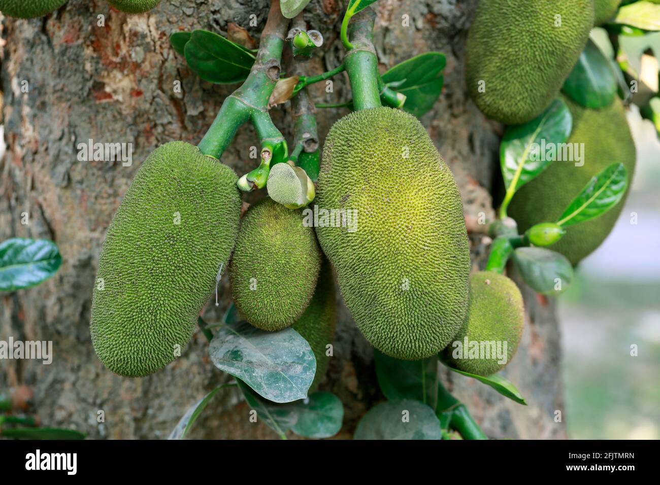 Dhaka, Bangladesh - March 14, 2021: Jackfruit is the national fruit of ...