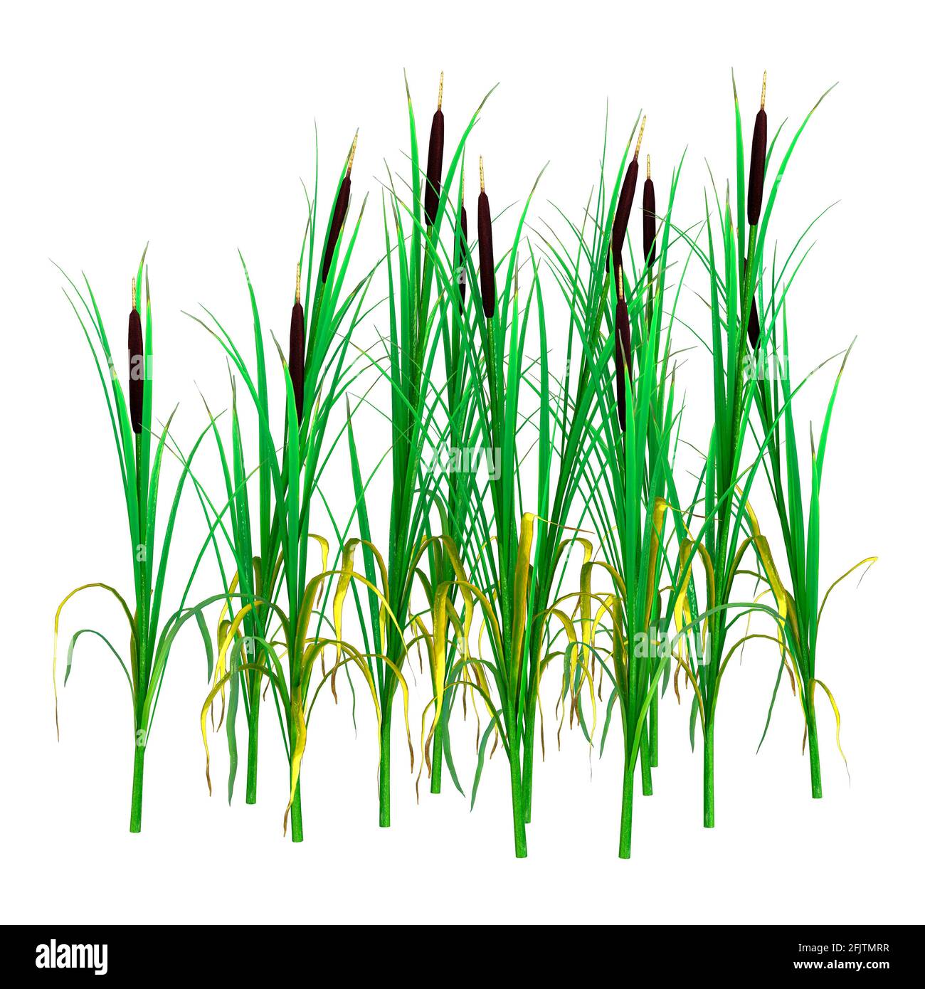 3D rendering of typha plants isolated on white background Stock Photo ...