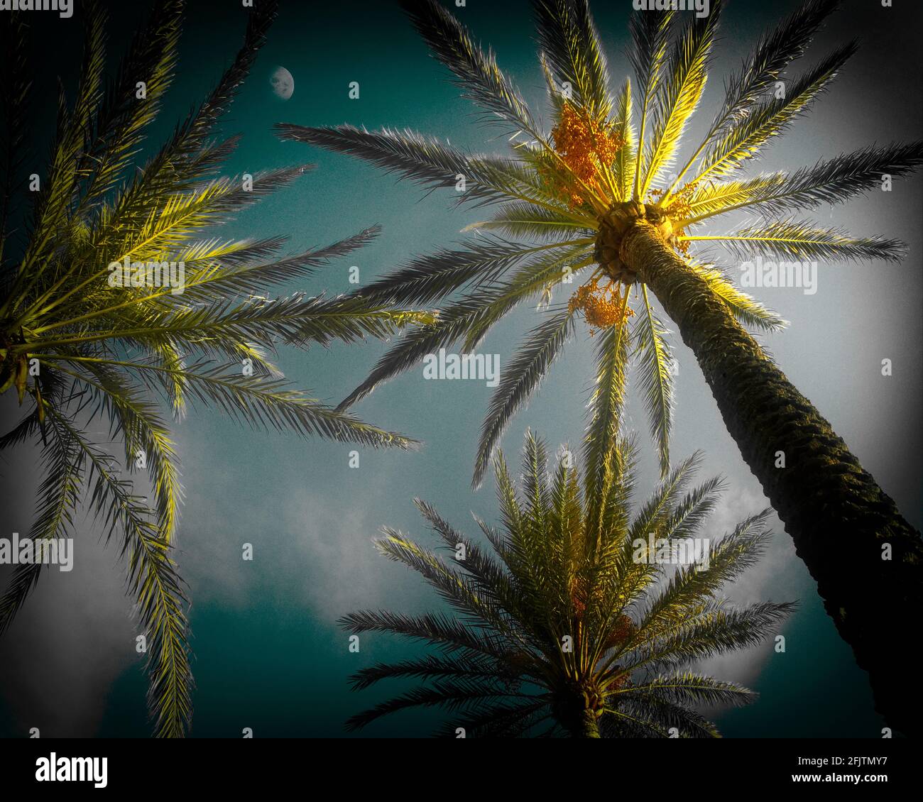 PHOTOGRAPHIC ART: Palm trees along the beach front at Playa de Palma ...