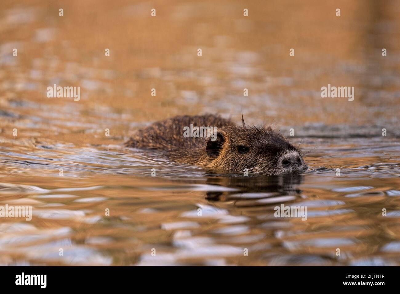 Closeup of a fu nutria swimming in the river Stock Photo - Alamy