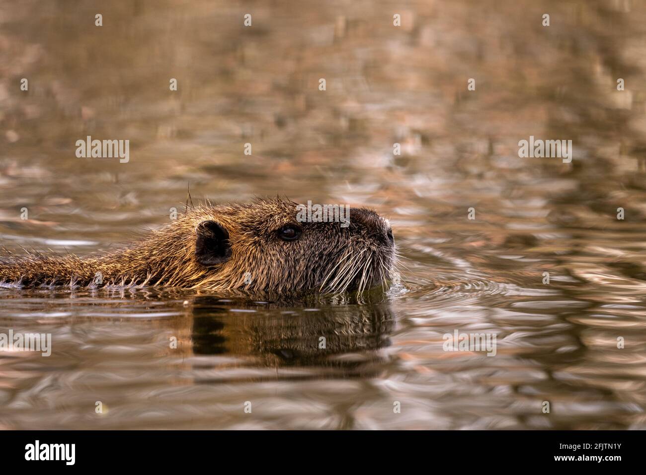 Cute nutria swimming in the river Stock Photo - Alamy