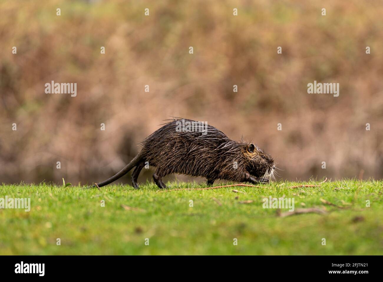 Walking nutria myocastor coypus hi-res stock photography and images - Alamy