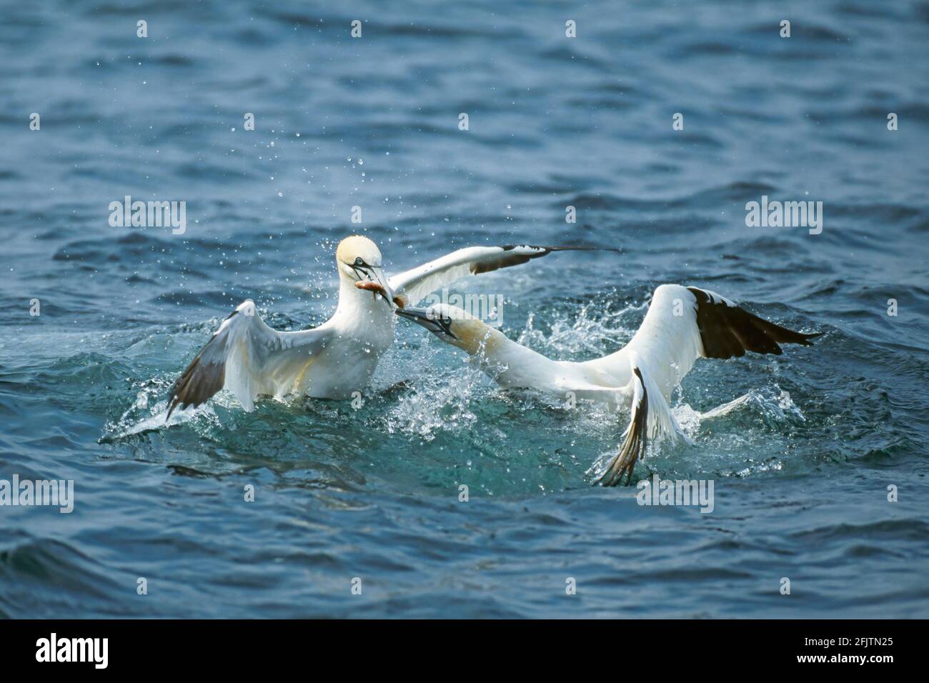 Gannets fighting over fish Sula bassana North Sea UK BI002246 Stock ...