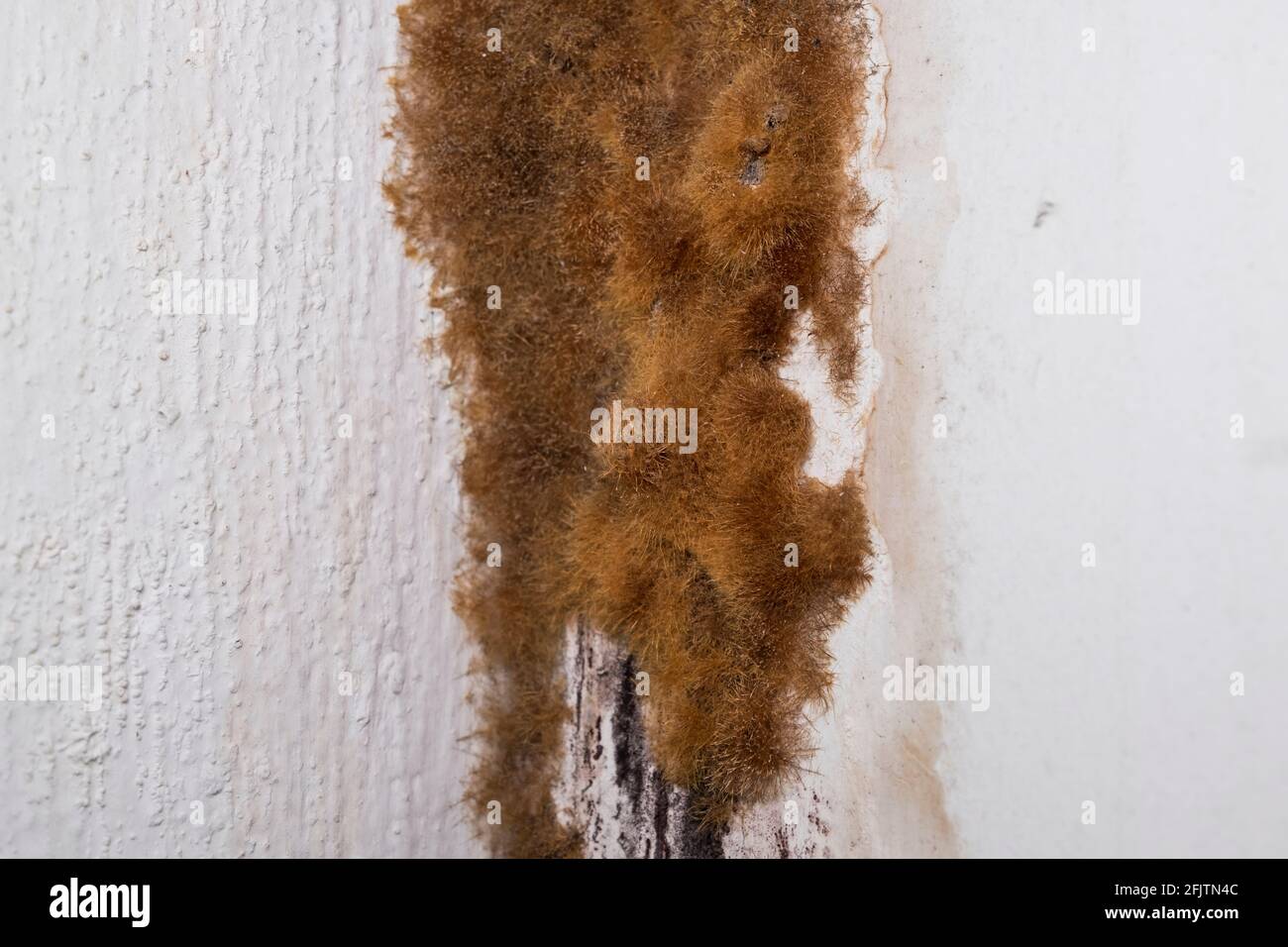 Mold growth on the interior walls of a property caused by water damage ...