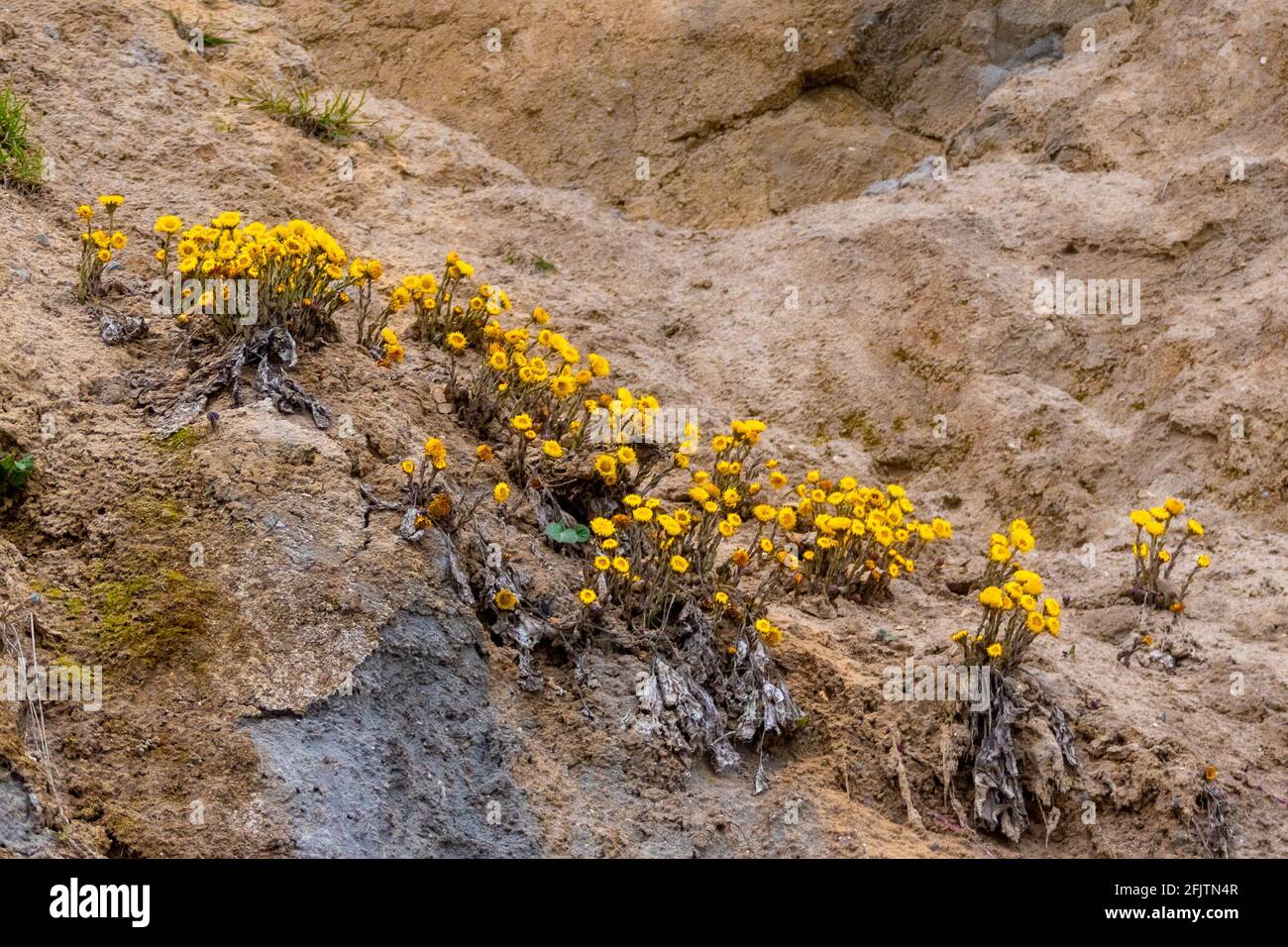 Bright yellow wildflowers growing on a cliff rock Stock Photo - Alamy