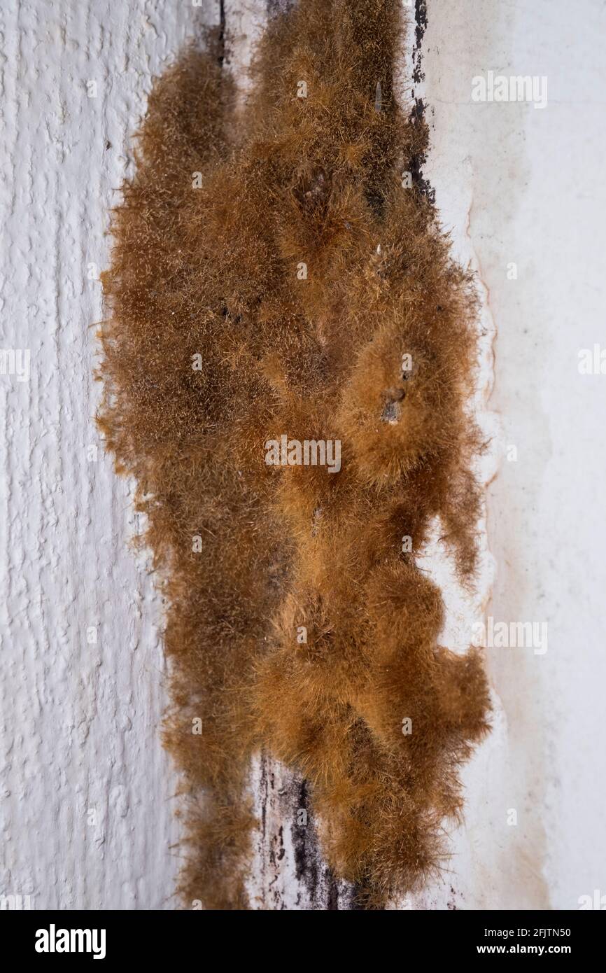 Mold growth on the interior walls of a property caused by water damage ...