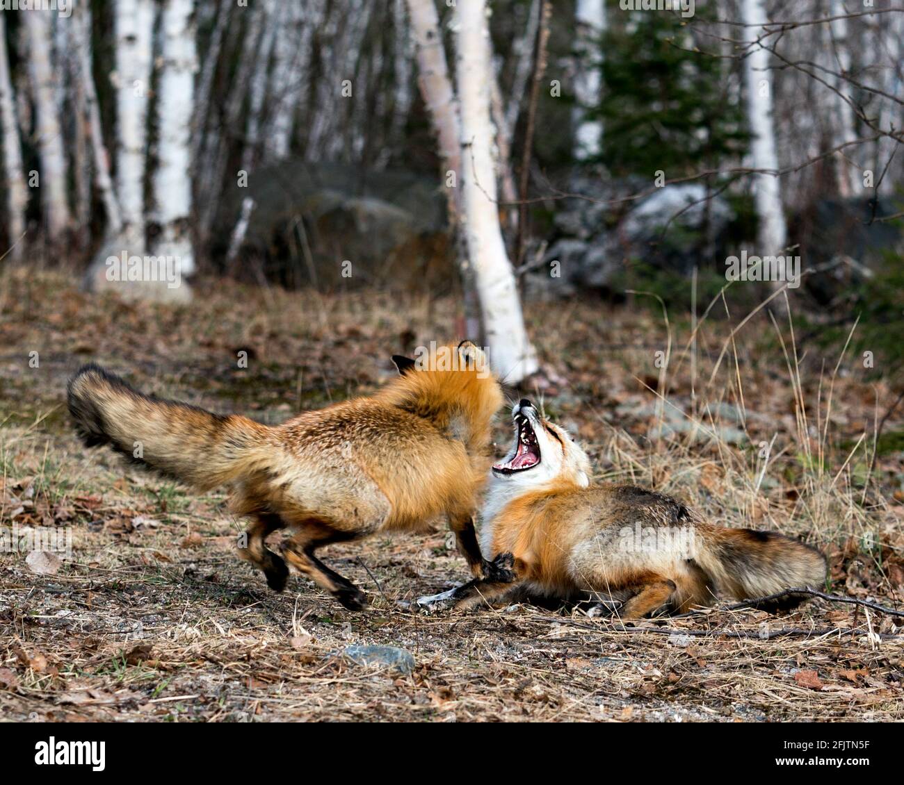 Foxes mating hi-res stock photography and images - Alamy