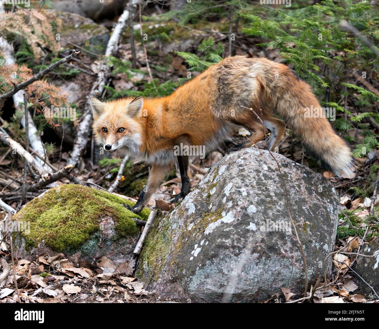 Fox and rock with moss hi-res stock photography and images - Alamy