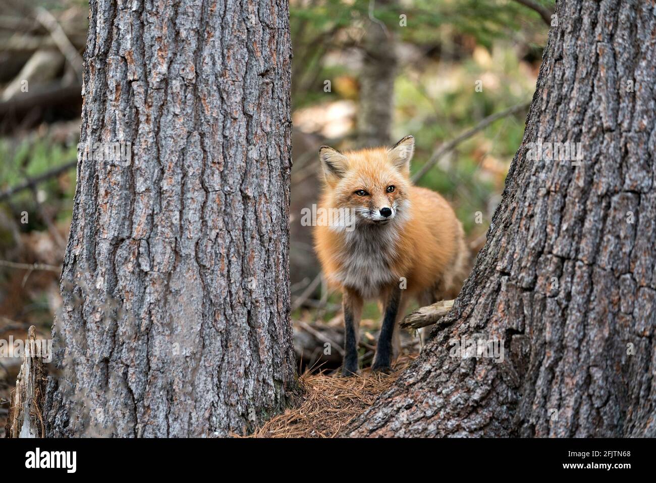 Red Fox head close-up profile view between trees and looking at camera ...