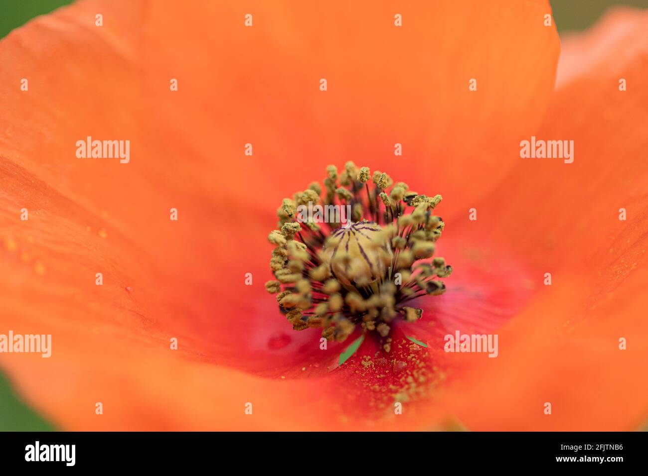 Macro image of a red poppy. In detail of the stamens, stigma and pollen ...
