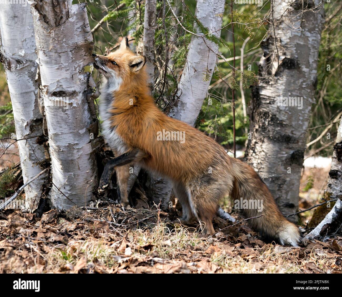 Red fox close-up profile view in the spring season displaying fox tail ...