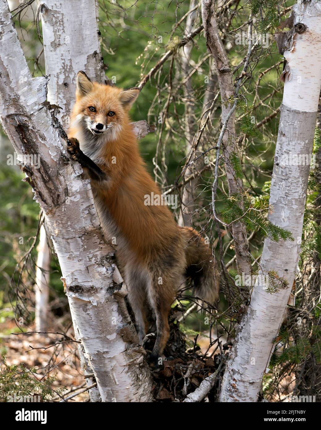 Red fox close-up profile view climbing a birch tree looking for its ...