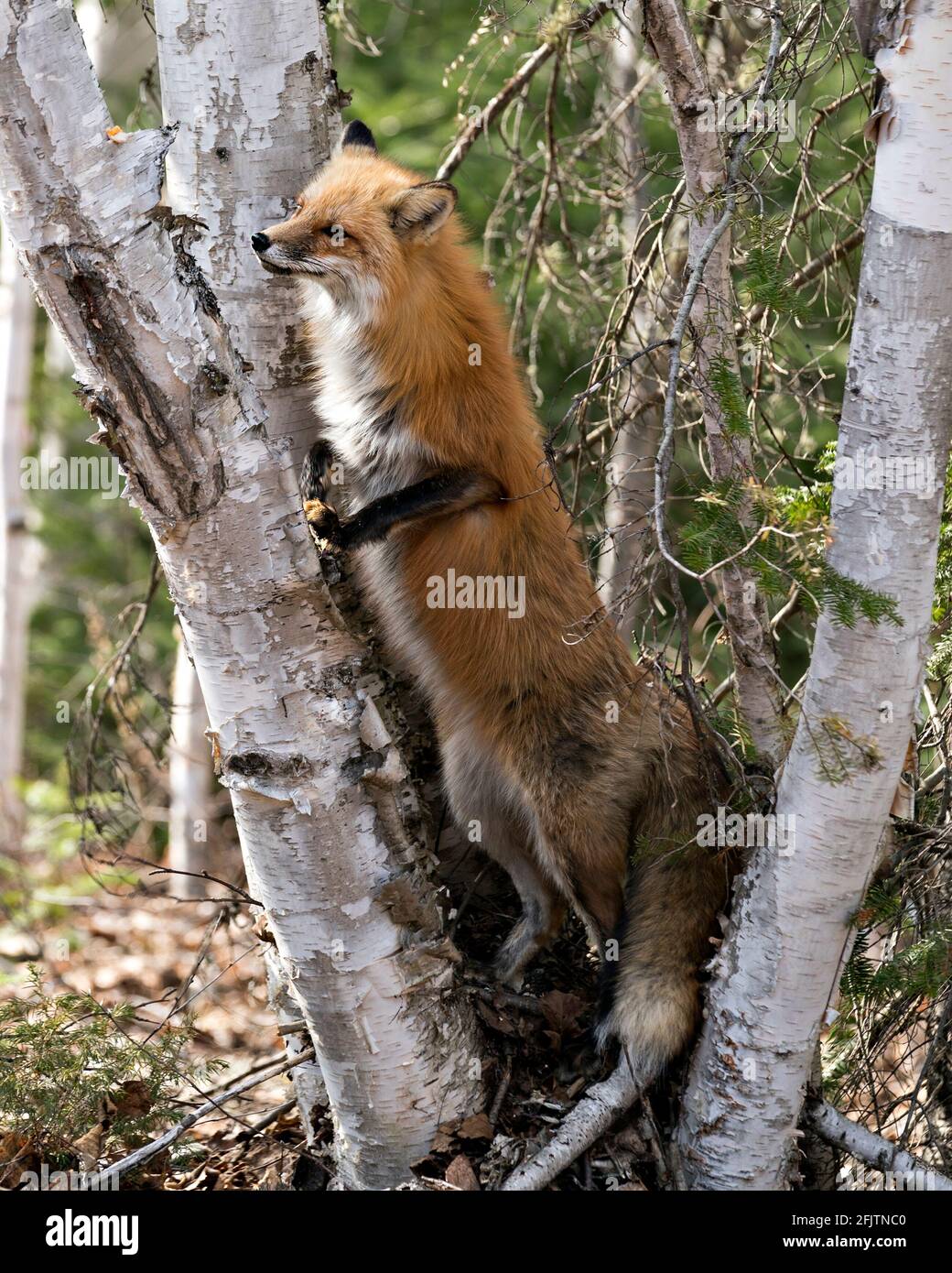 Red fox close-up profile view climbing a birch tree looking for its ...