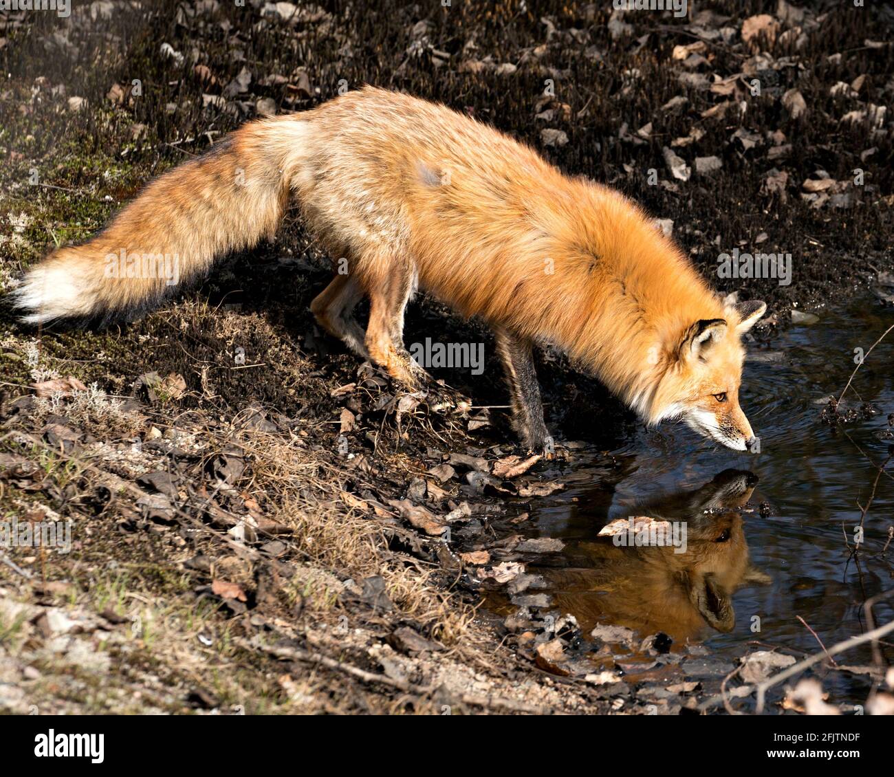 Screen Reflection In Eyes High Resolution Stock Photography and Images ...