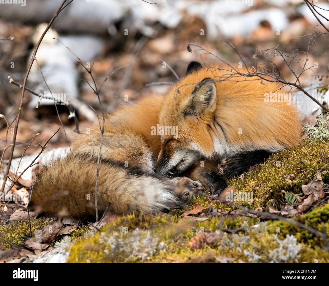 Red fox close-up profile view resting on moss with a blur background in ...
