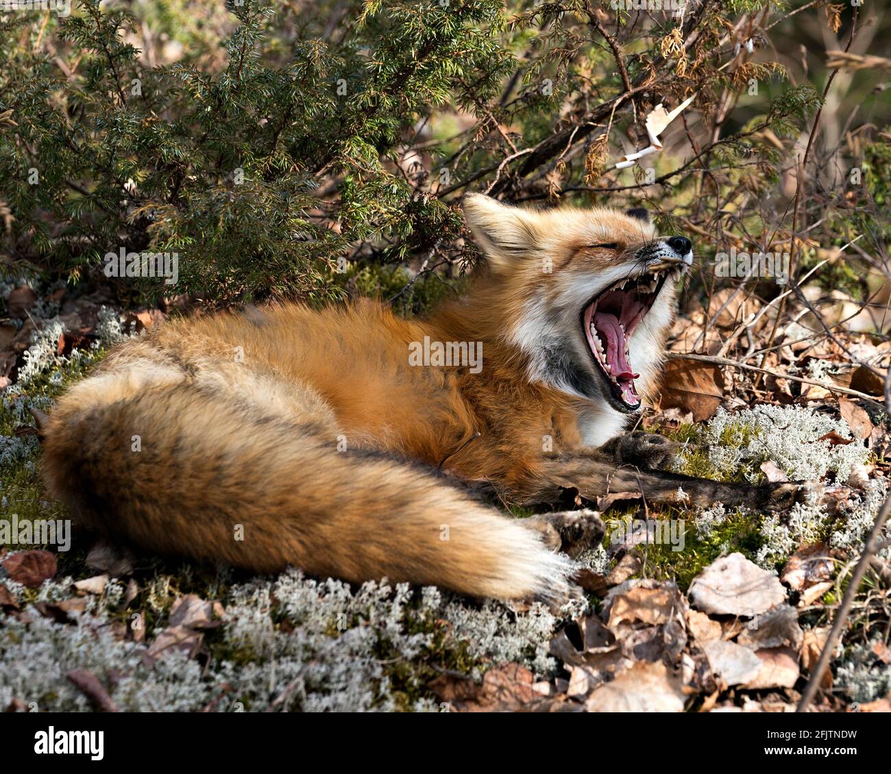 Red fox yawning displaying open mouth, teeth, tongue, fox tail, fur, in ...