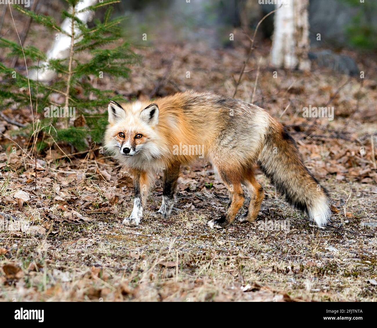 Red unique fox close-up profile side view in the spring season in its ...