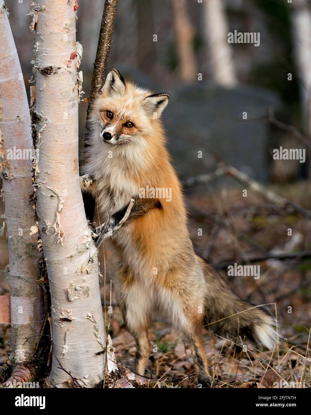 White fox tail hi-res stock photography and images - Alamy