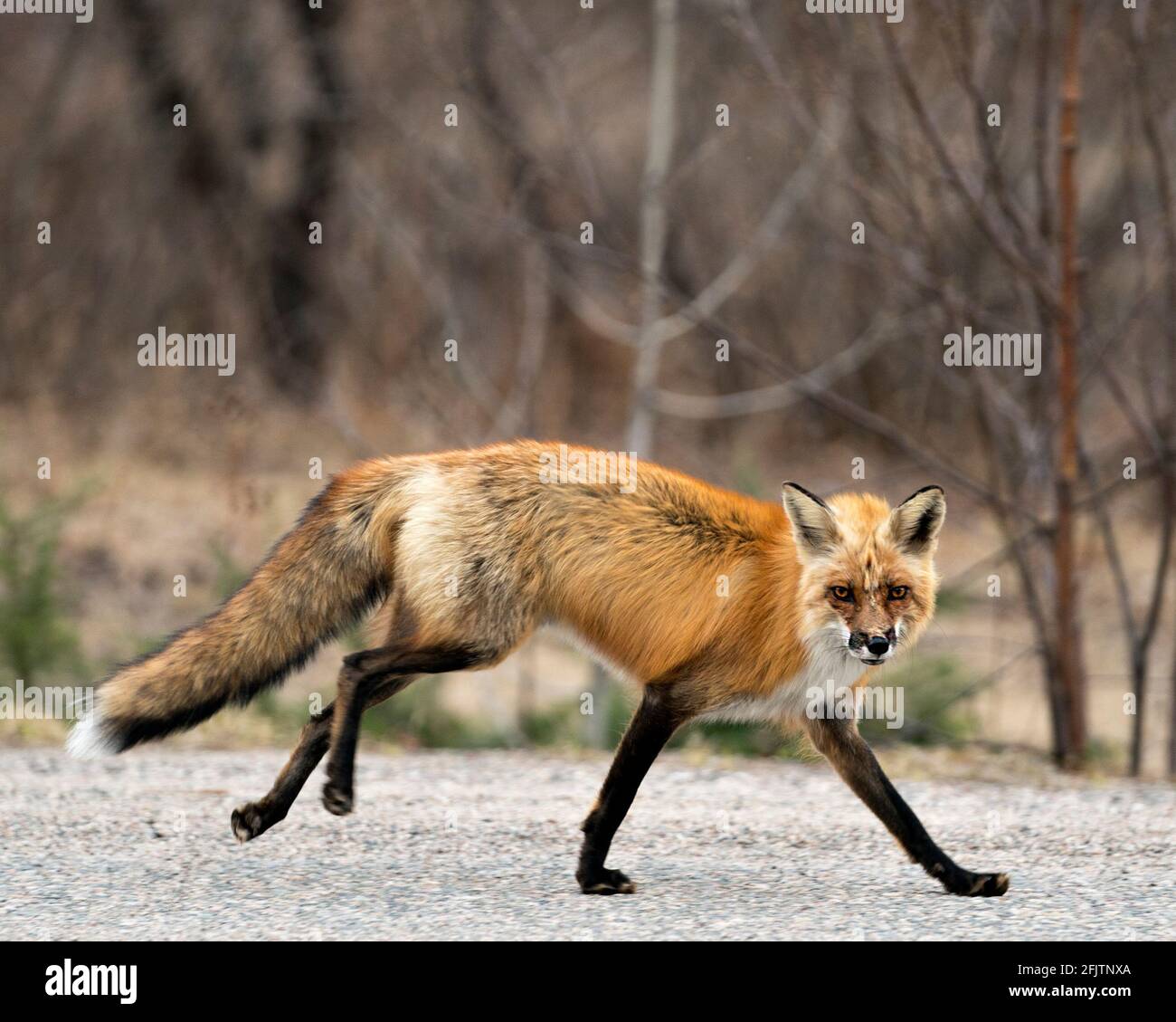 Red fox running and looking at camera with a blur background ...