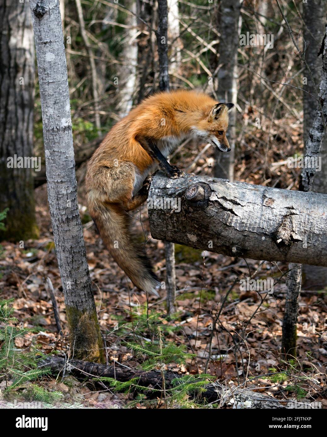 Red Fox close-up profile view jumping on a log in the forest with blur ...