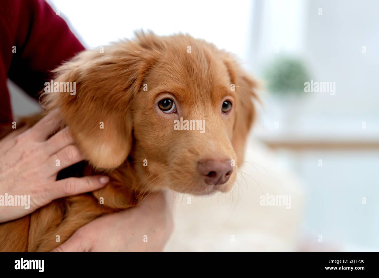 Toller puppy having fun at home Stock Photo - Alamy