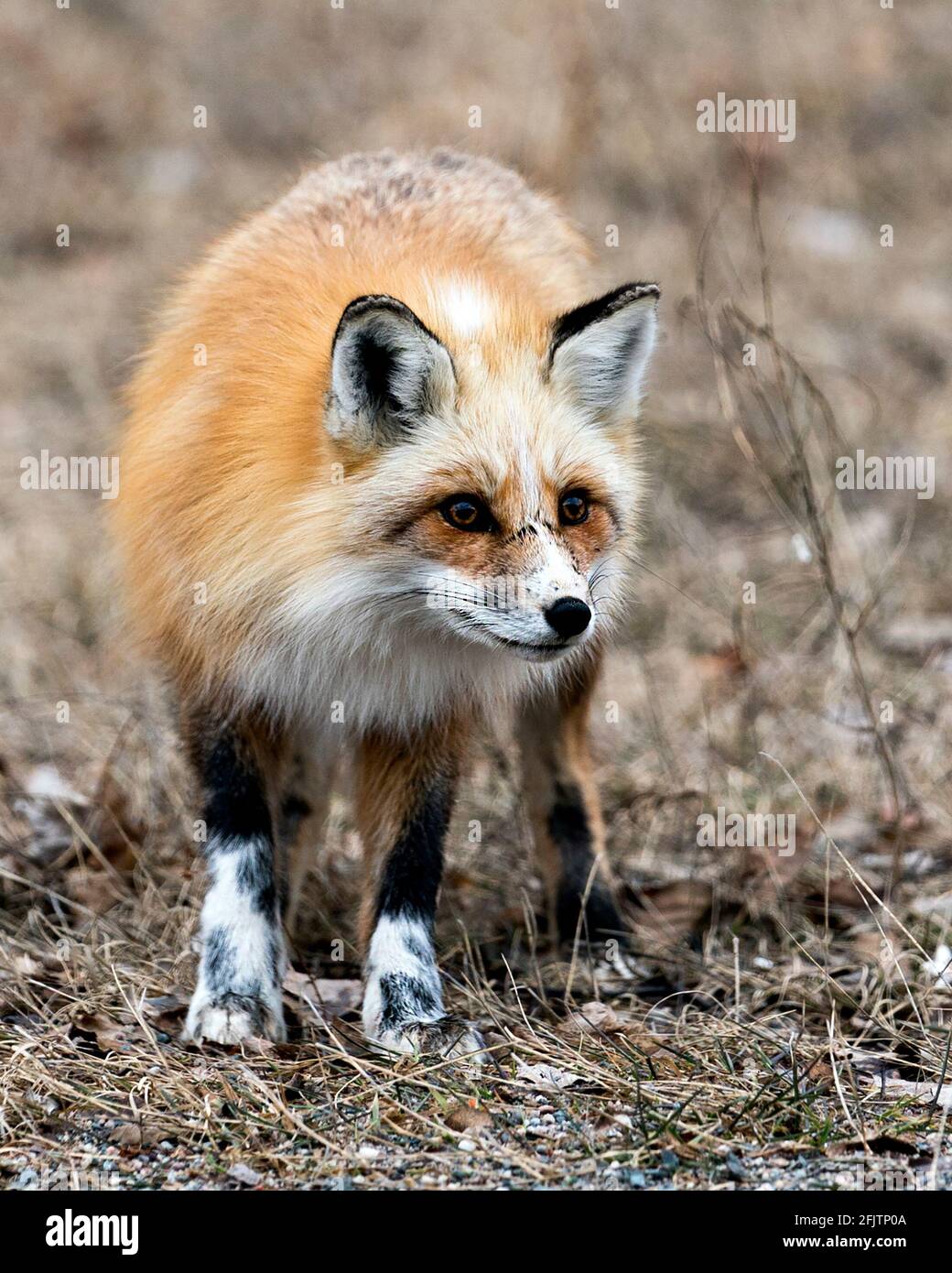 Red unique fox close-up profile looking at camera in the spring season ...
