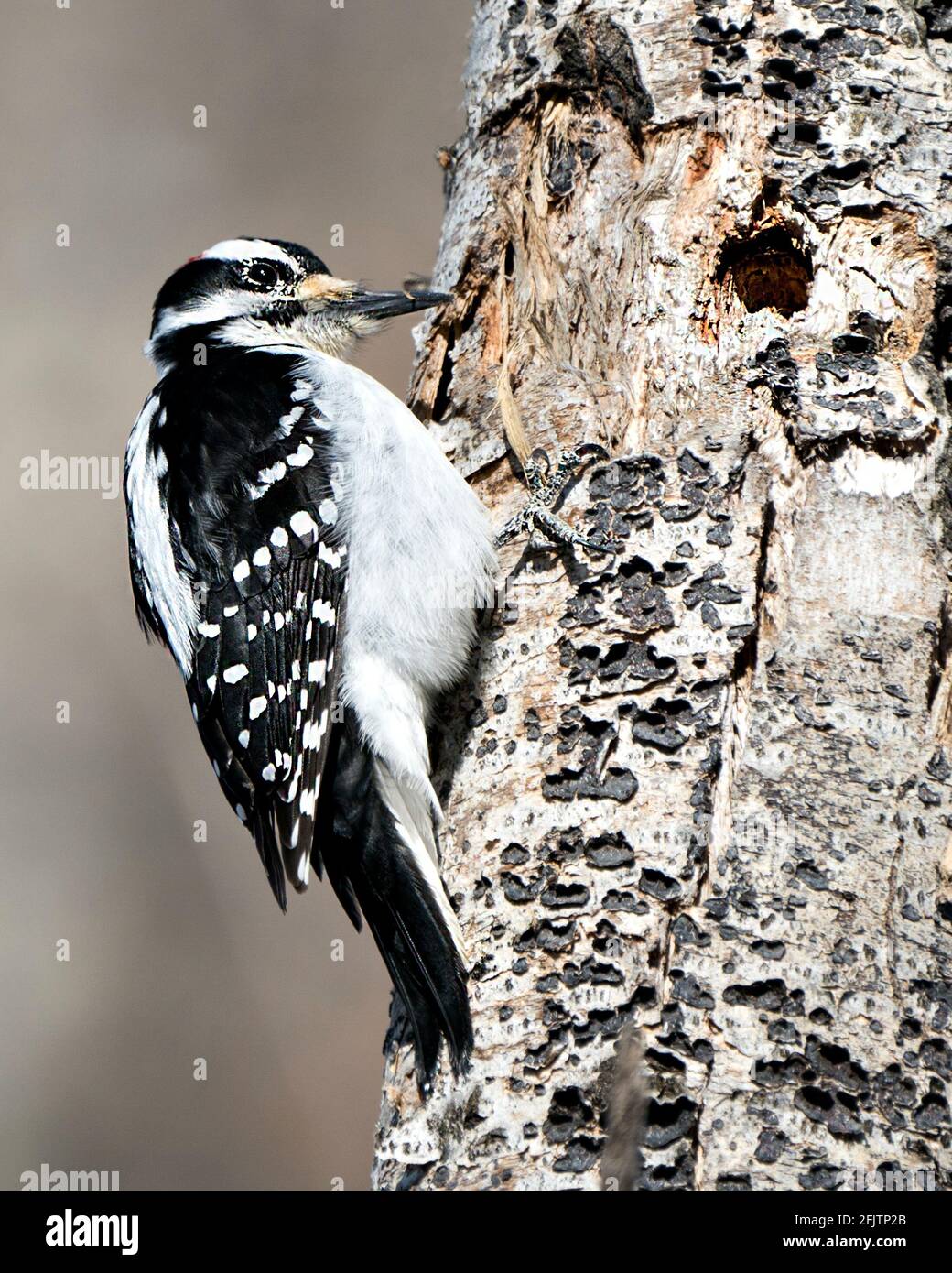 Woodpecker close-up profile view climbing tree trunk and displaying ...